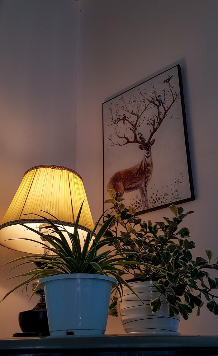 Homestay Đà Lạt D235 - View rừng thông, thung lũng, săn mây - Cho Thuê ...